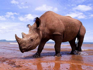 AFRIŠKE ŽIVALI: NOSOROG (Rhinocerotidae)